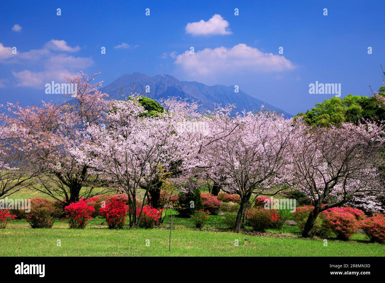 Cherry blossoms and Sakurajima in Isoyama Park Stock Photo - Alamy