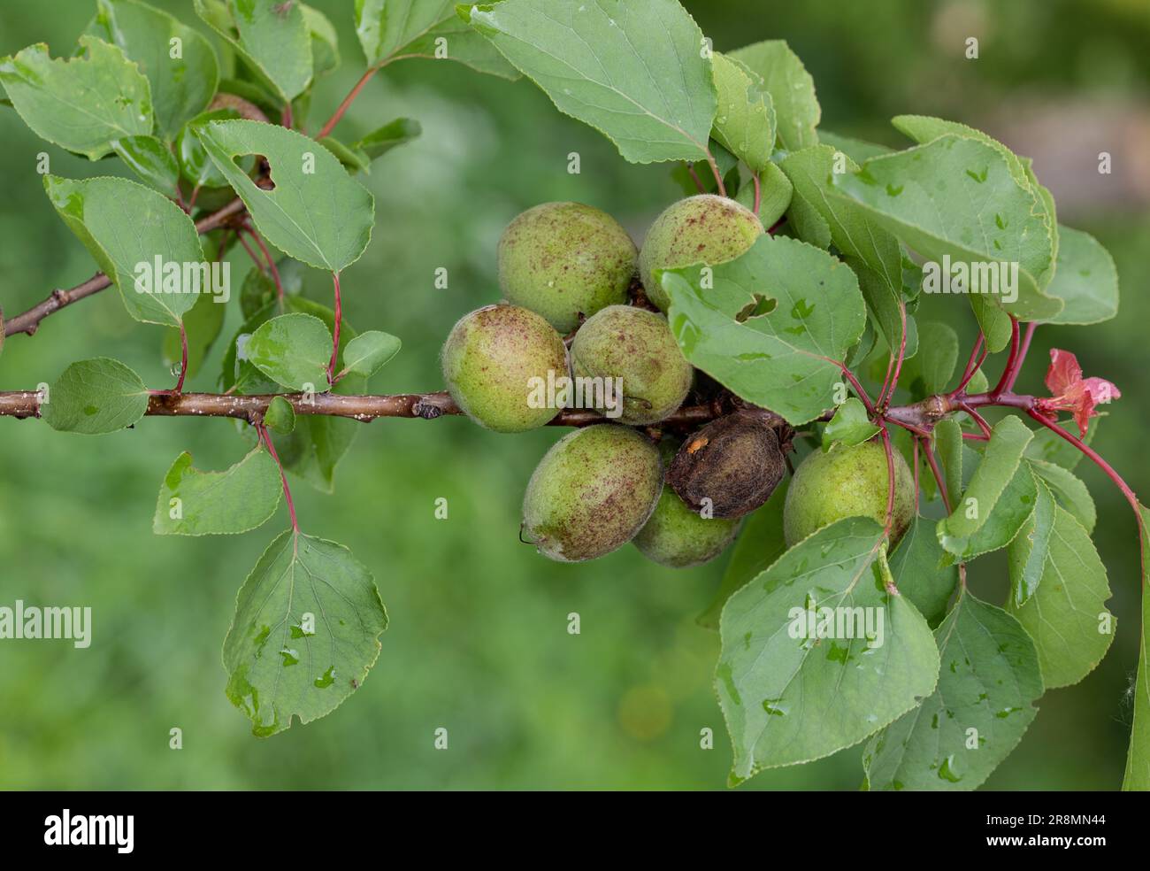 Healthy raw almond sweets hi-res stock photography and images - Alamy