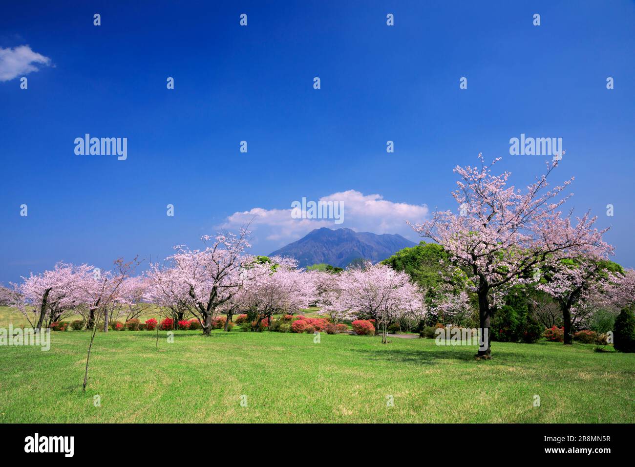 Cherry blossoms and Sakurajima in Isoyama Park Stock Photo - Alamy