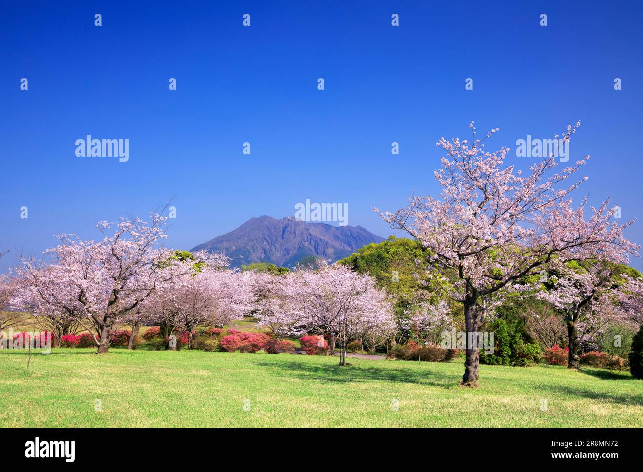 Cherry blossoms and Sakurajima in Isoyama Park Stock Photo - Alamy
