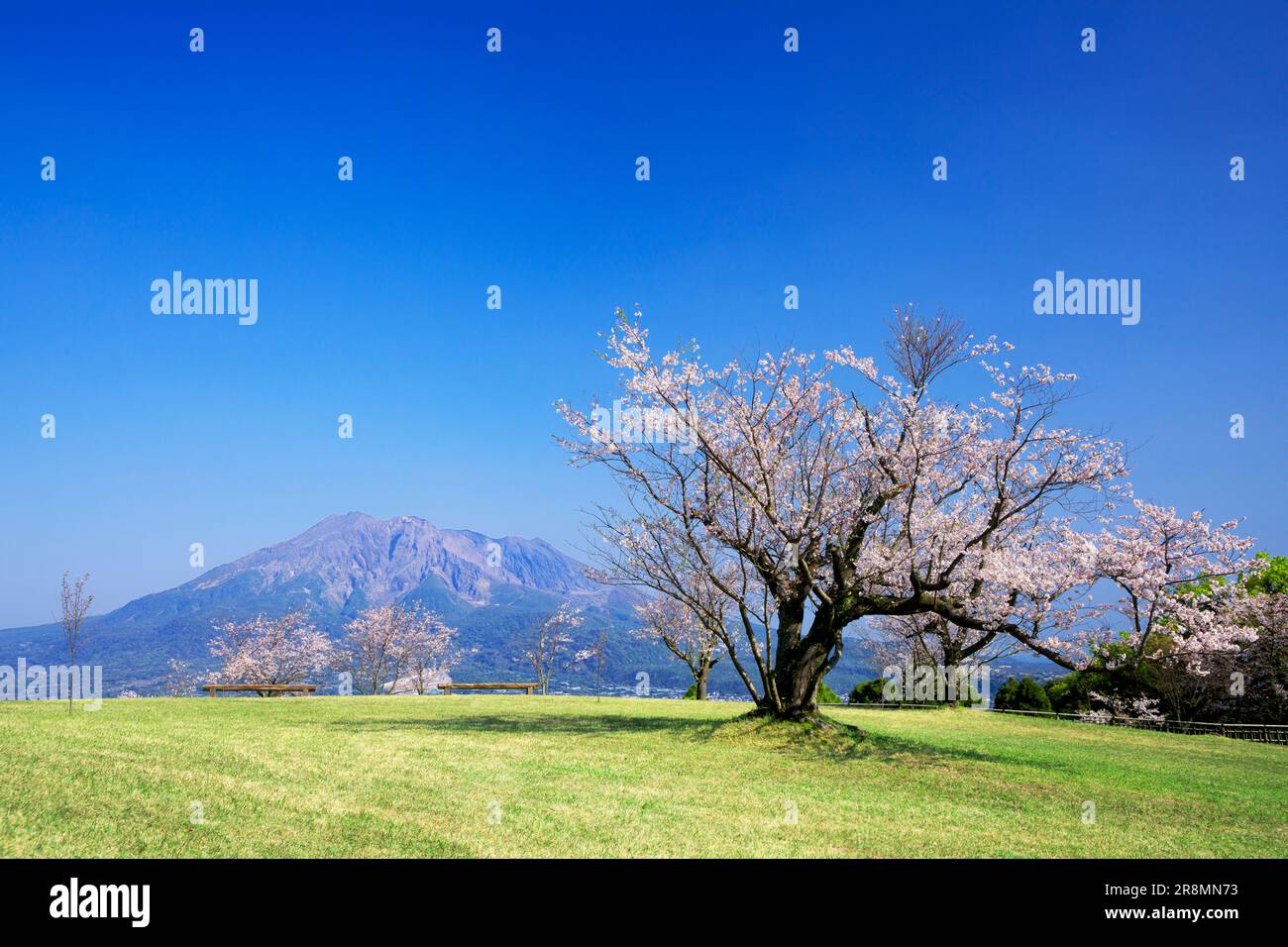 Cherry blossoms and Sakurajima in Isoyama Park Stock Photo - Alamy