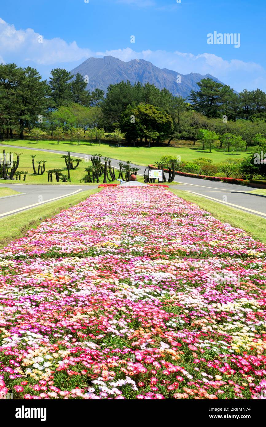 Yoshino Park and Sakurajima Island Stock Photo - Alamy