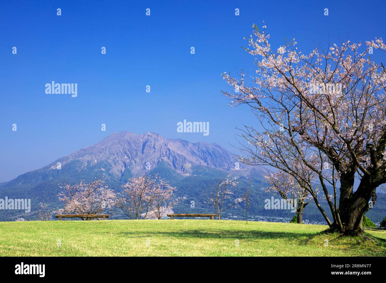 Cherry blossoms and Sakurajima in Isoyama Park Stock Photo - Alamy
