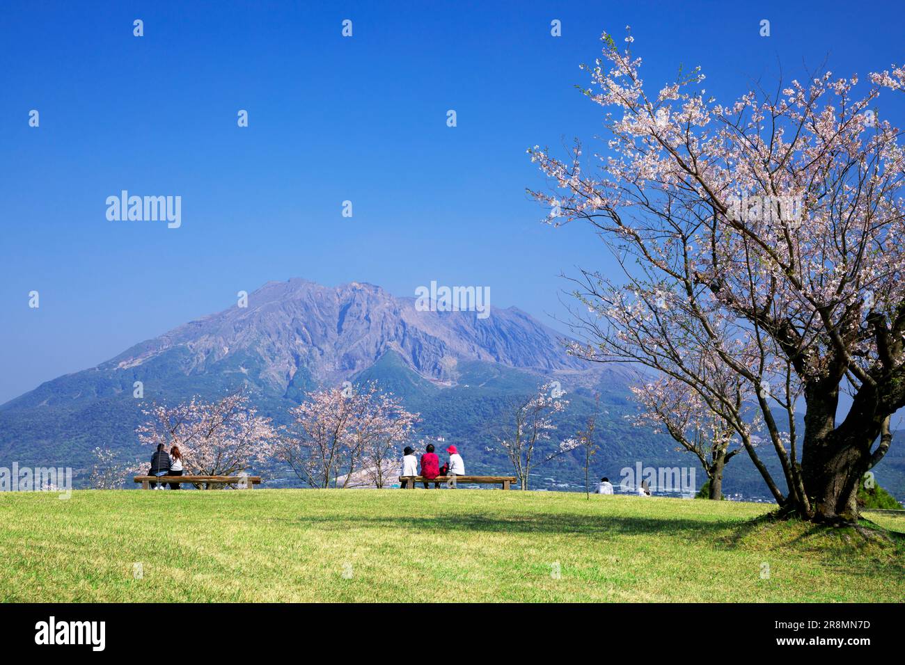 Cherry blossoms and Sakurajima in Isoyama Park Stock Photo - Alamy