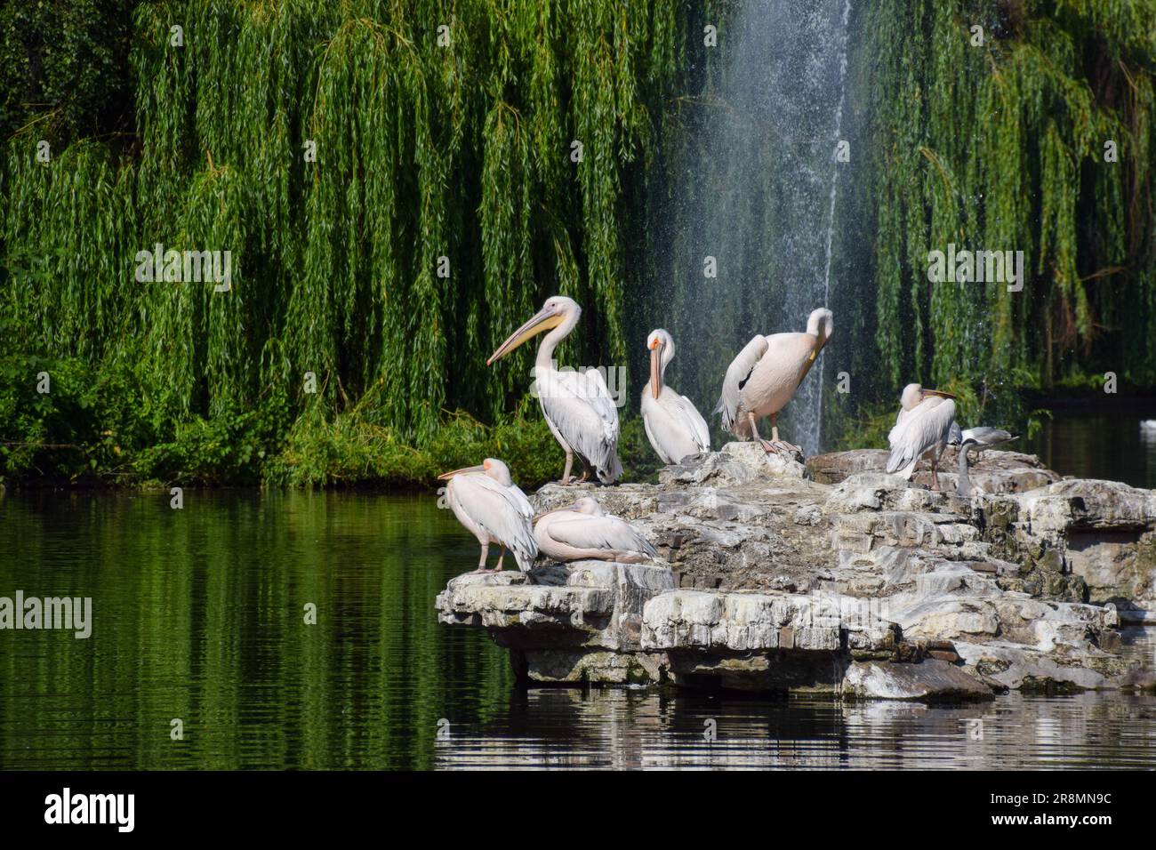 London, England, UK. 22nd June, 2023. Resident great white pelicans ...
