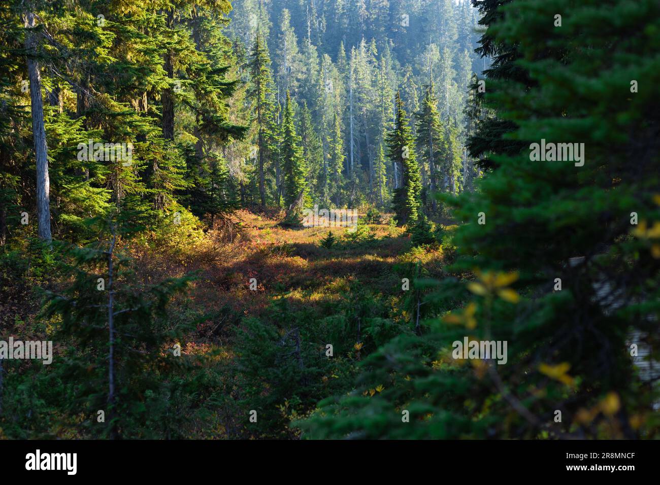 A winding path leads through a lush, evergreen forest, with some trees ...