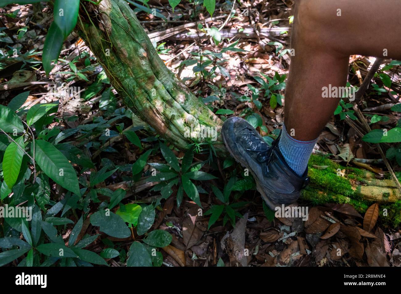 Rainforest indigenous person hi-res stock photography and images - Alamy