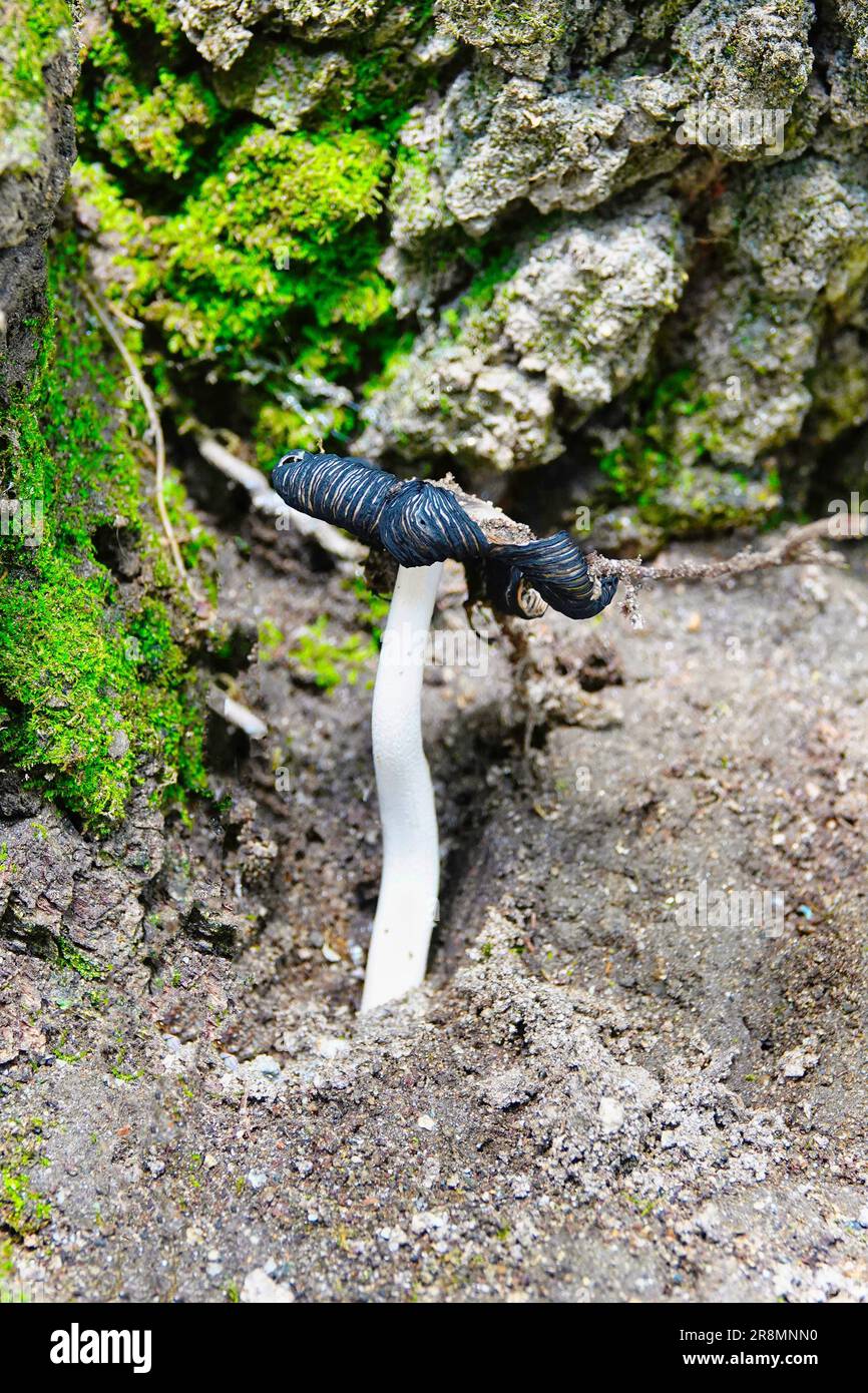 A vertical closeup of a mushroom growing at the mossy roots of a tree ...
