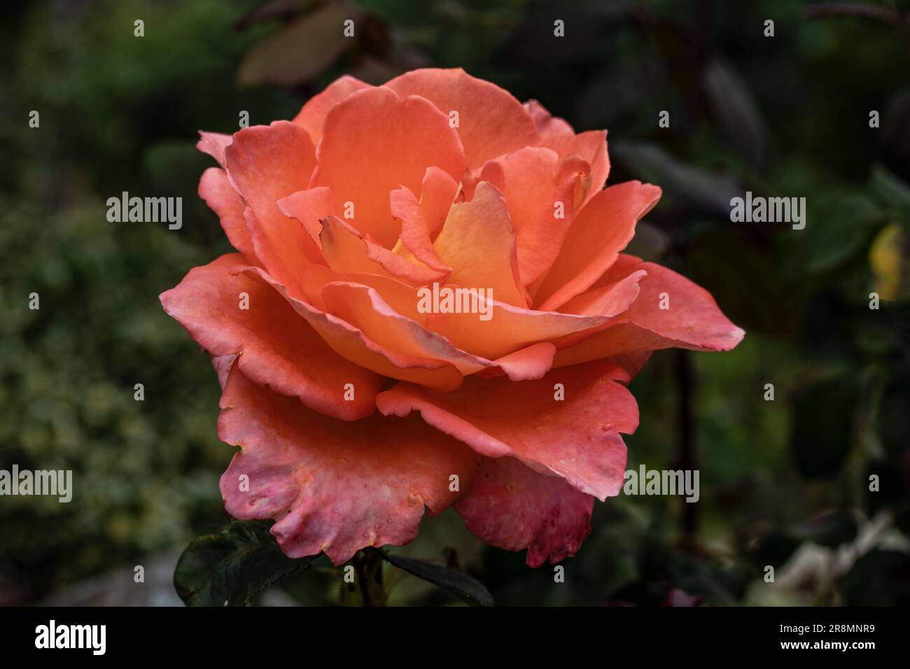 Rose creeper hi-res stock photography and images - Alamy