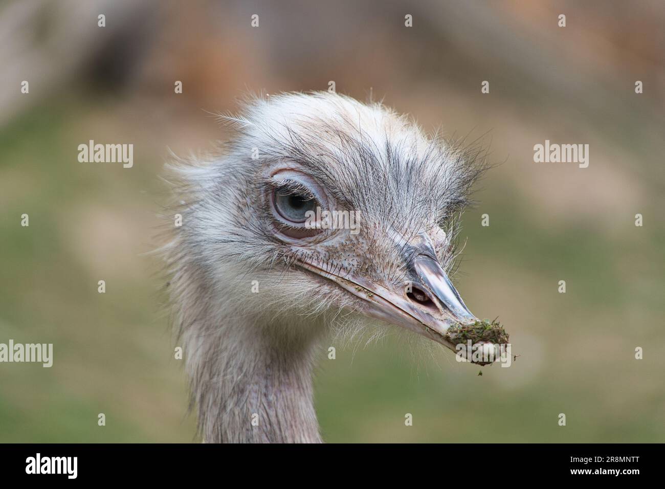 Ostrich curved neck hi-res stock photography and images - Alamy