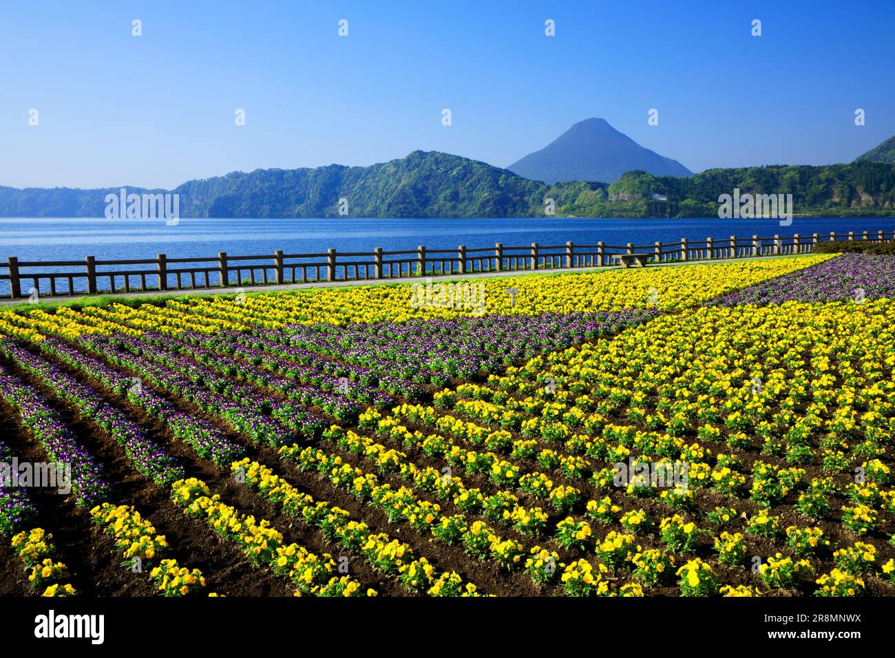 Lake Ikeda and Mount Kaimondake Stock Photo - Alamy