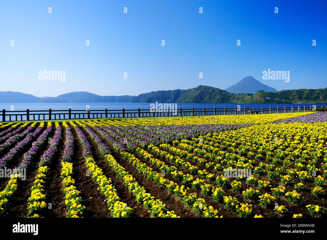 Lake Ikeda and Mount Kaimondake Stock Photo - Alamy