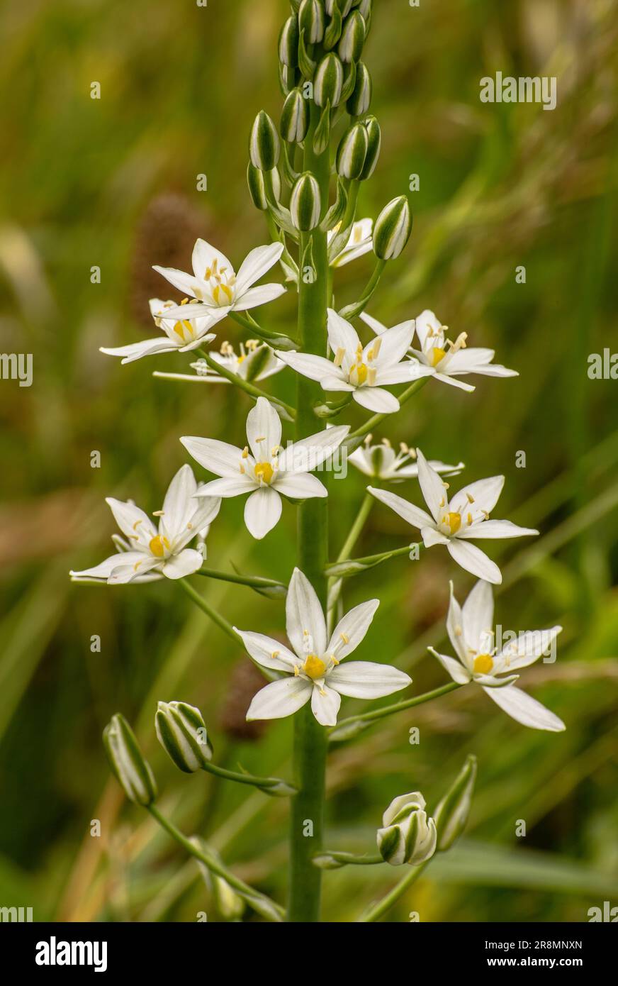 Spring star flower hi-res stock photography and images - Alamy