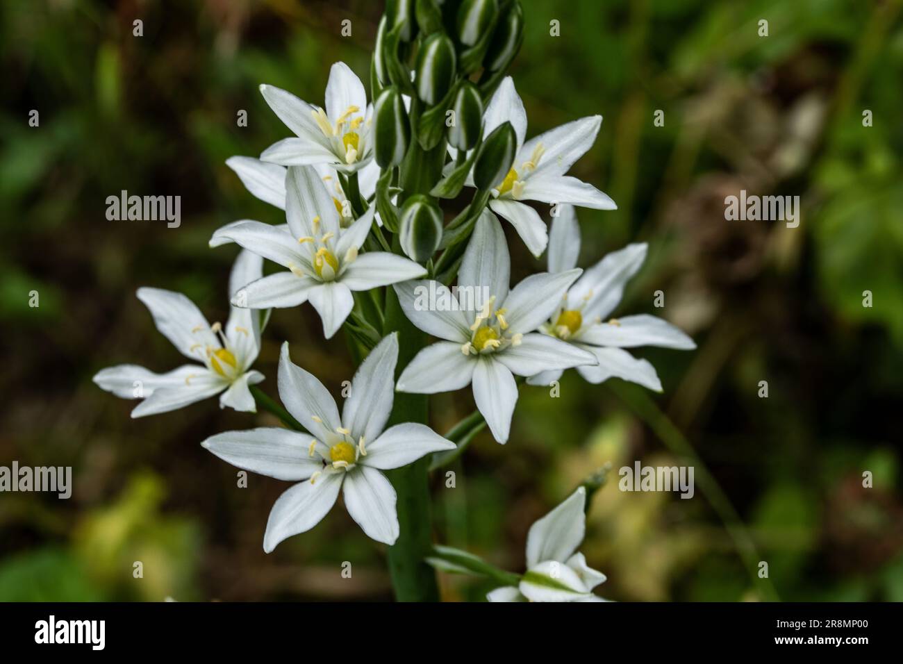 Star of Bethlehem spring flower Stock Photo - Alamy