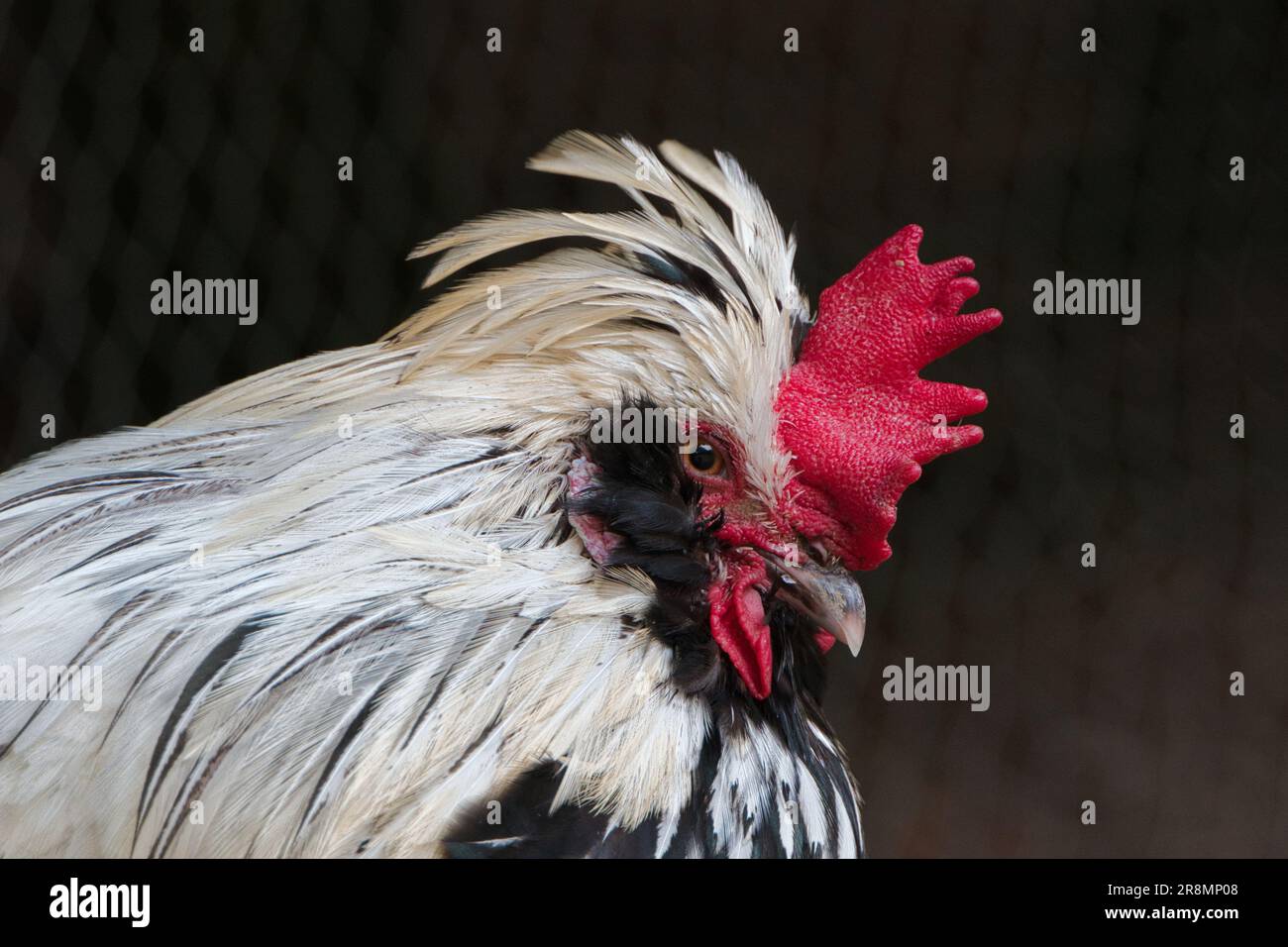 Rooster head crowing hi-res stock photography and images - Alamy