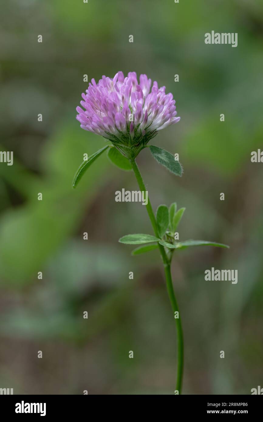 Clover flora hi-res stock photography and images - Alamy