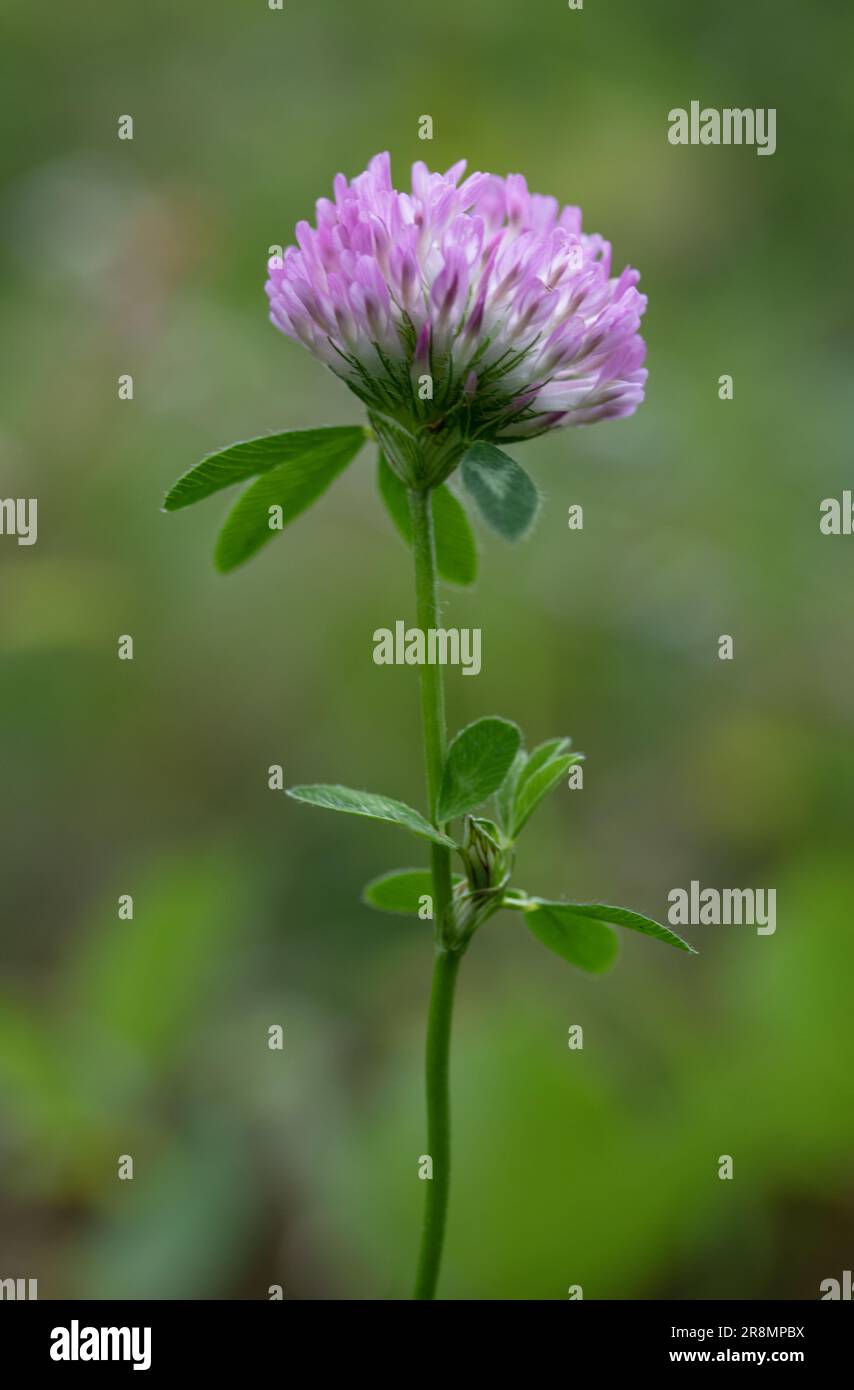 Clover flower head hi-res stock photography and images - Alamy