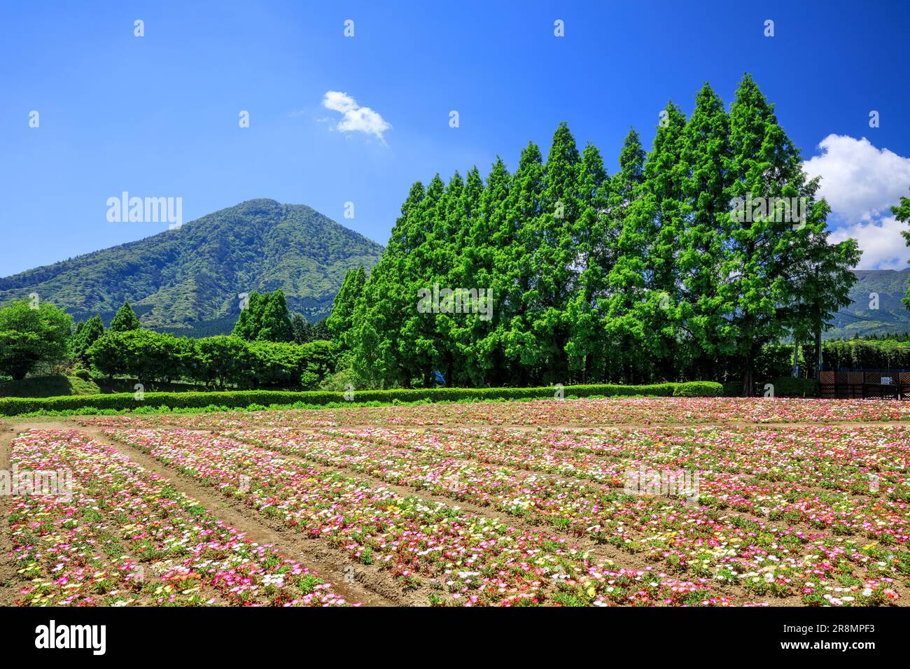 Ikoma highlands hi-res stock photography and images - Alamy
