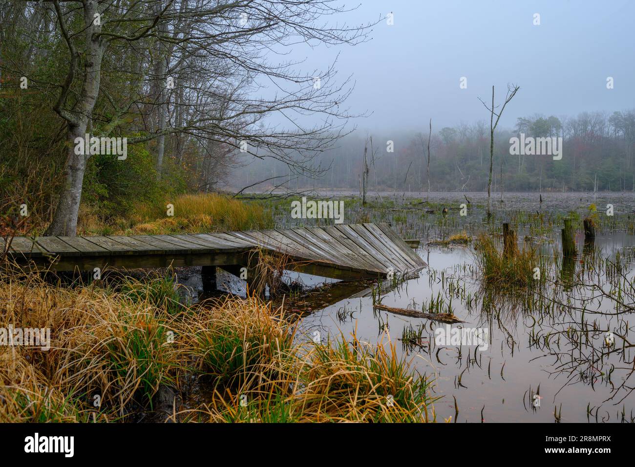A broken old dock on the marsh in Calvert Cliffs state park, Maryland ...