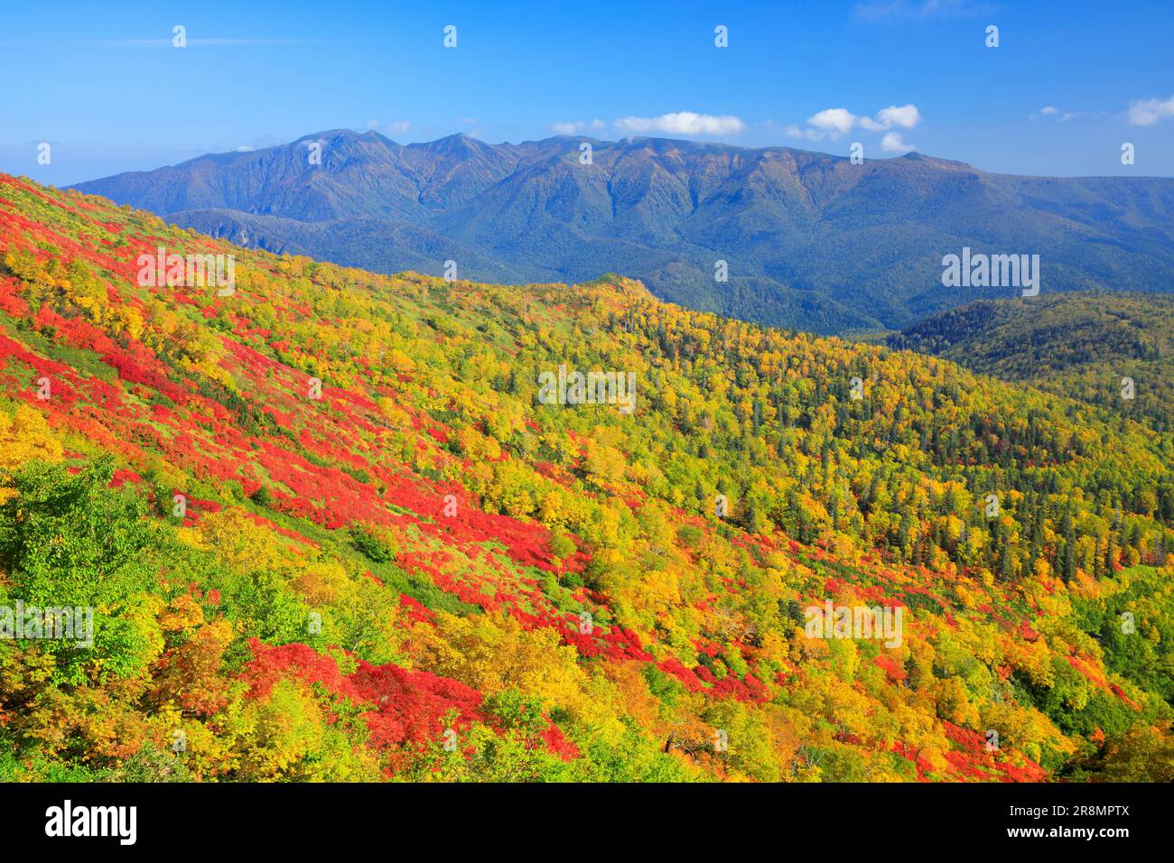Autumn leaves in Ginsendai Stock Photo - Alamy