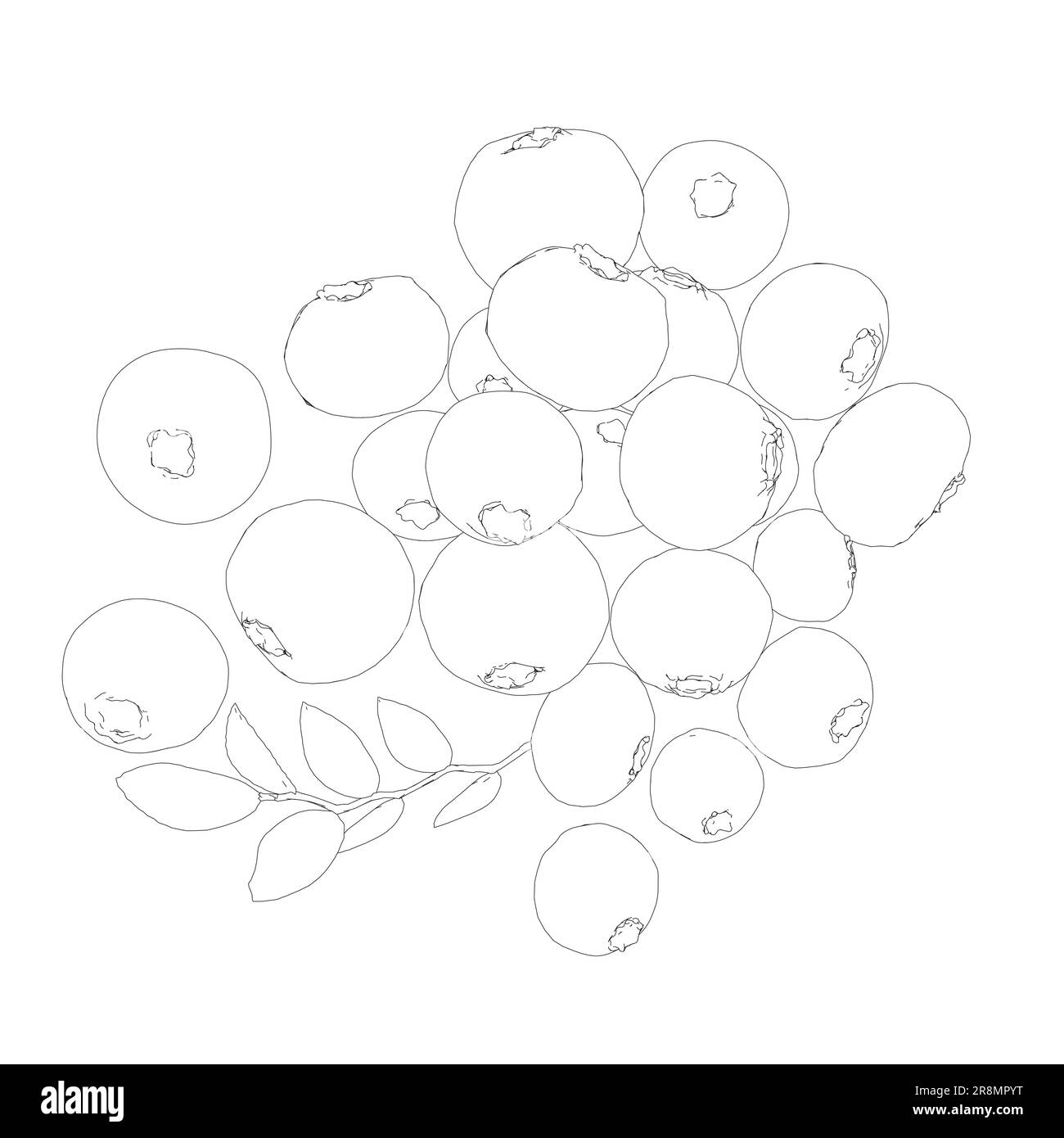 Outline Vector Blueberry black and white engraved ink art. Berries and ...