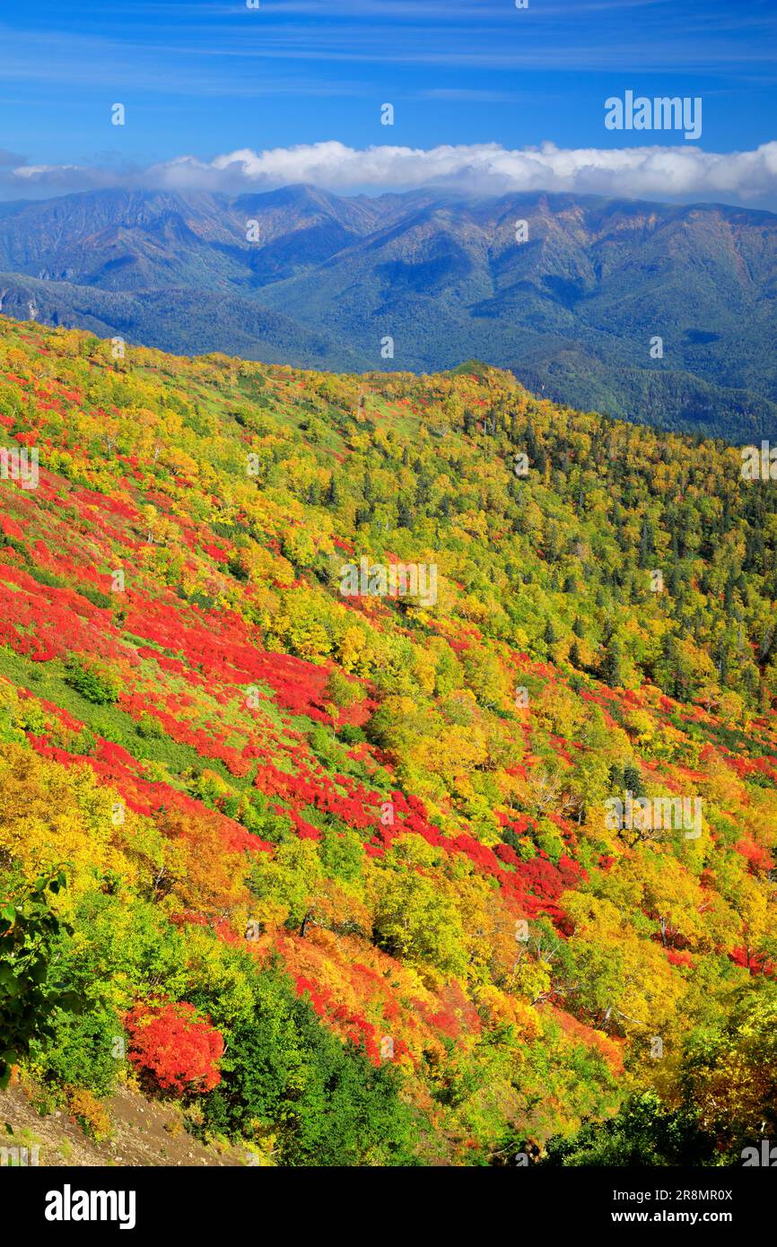 Autumn leaves in Ginsendai Stock Photo - Alamy