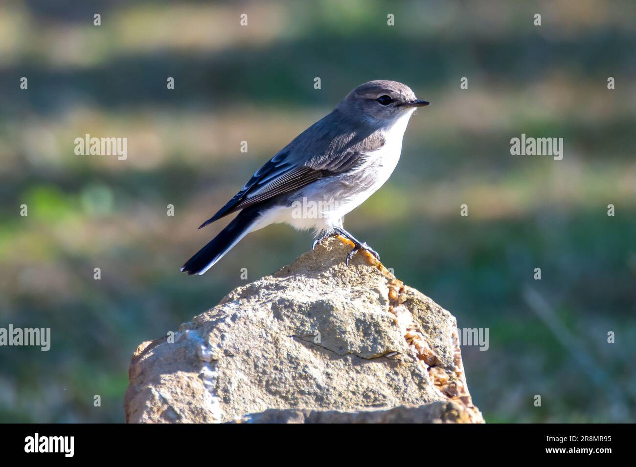 Jacky winter hi-res stock photography and images - Alamy