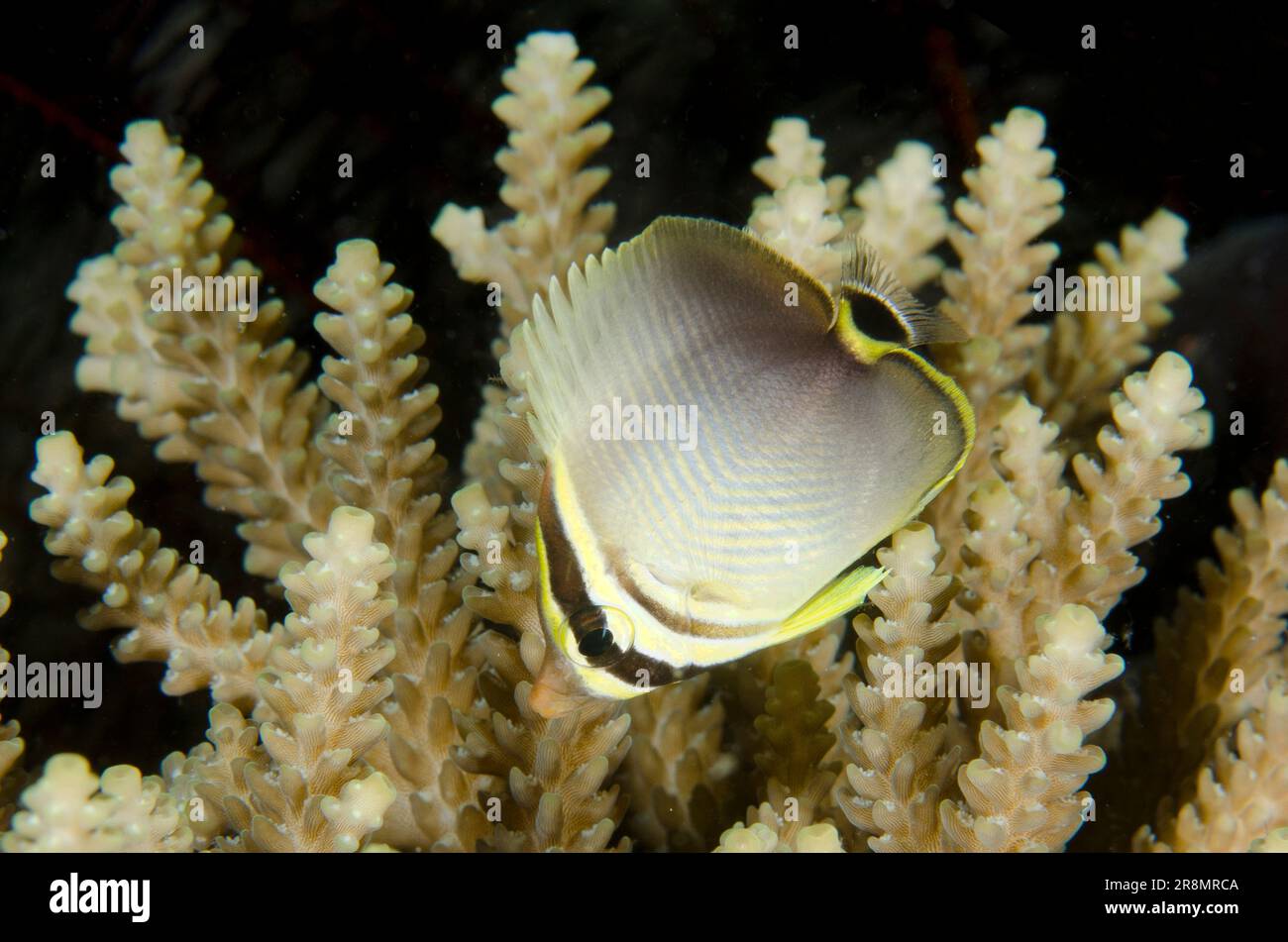 Juvenile Eastern Triangular Butterflyfish, Chaetodon baranessa, by ...