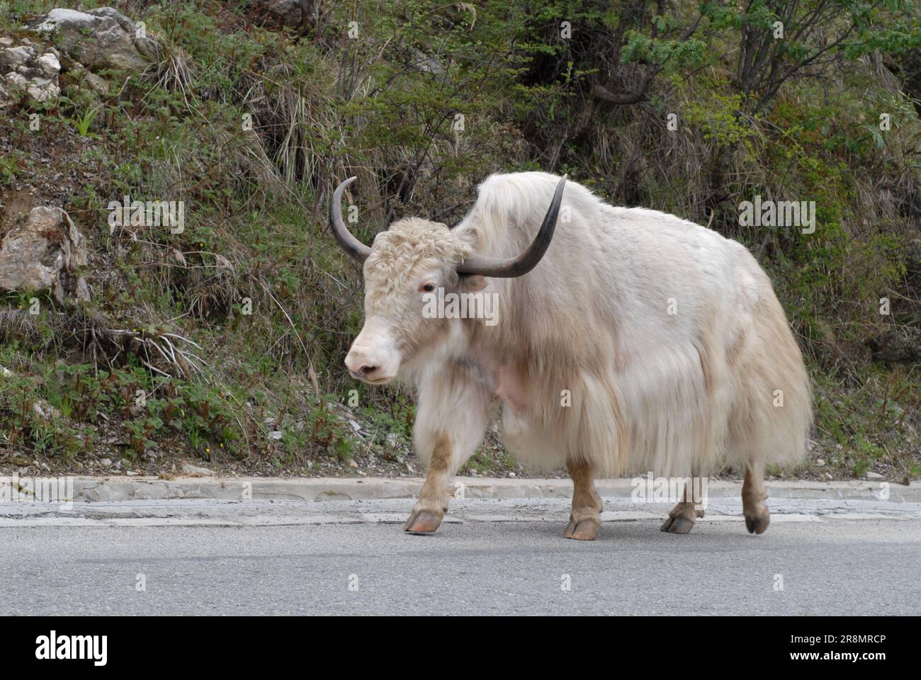 A rare white yak walking along a mountain road, showcasing its thick fur and curved horns in a ...
