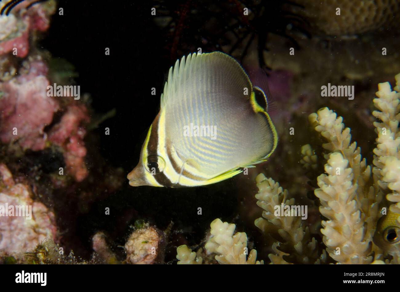 Juvenile Eastern Triangular Butterflyfish, Chaetodon baranessa, by ...