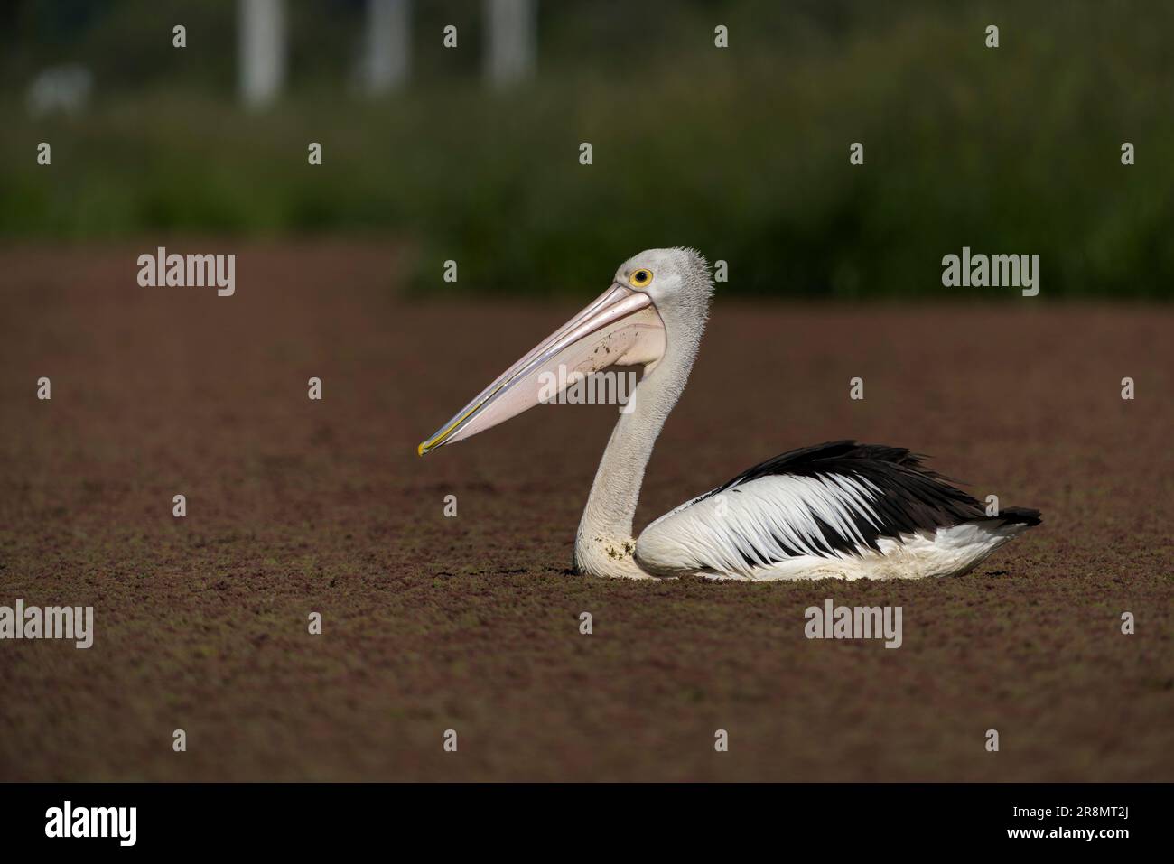 A beautiful Australian pelican on a brown lake surface Stock Photo - Alamy