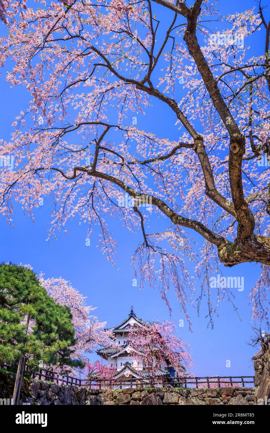 Hirosakijo castle and cherry trees Stock Photo - Alamy
