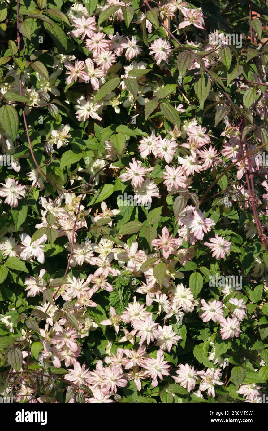 Pink Clematis Marjorie (montana) Flowers Stock Photo - Alamy