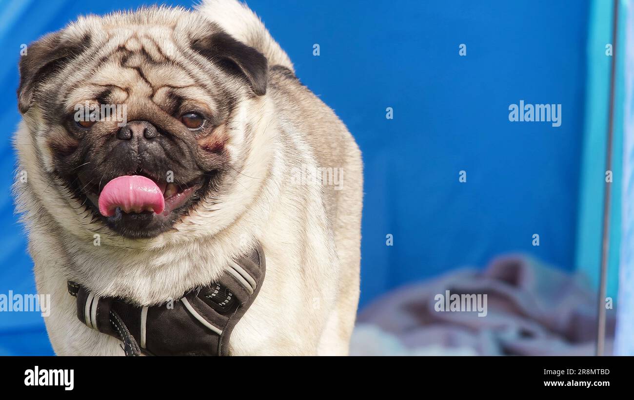 Pug dog next to tent camping site in england uk Stock Photo - Alamy
