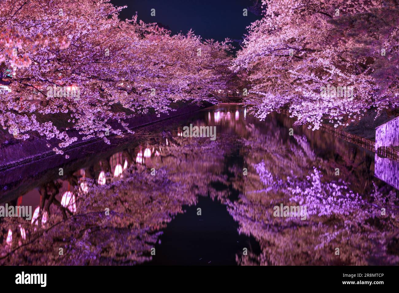 Cherry blossoms at night in Hirosaki Park Stock Photo - Alamy