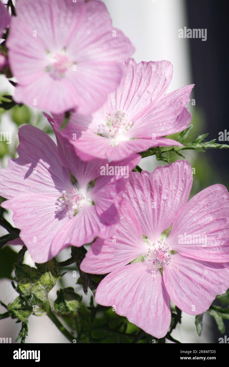 Tree Mallow (Lavatera) in close up Hook Norton Oxfordshire England uk ...