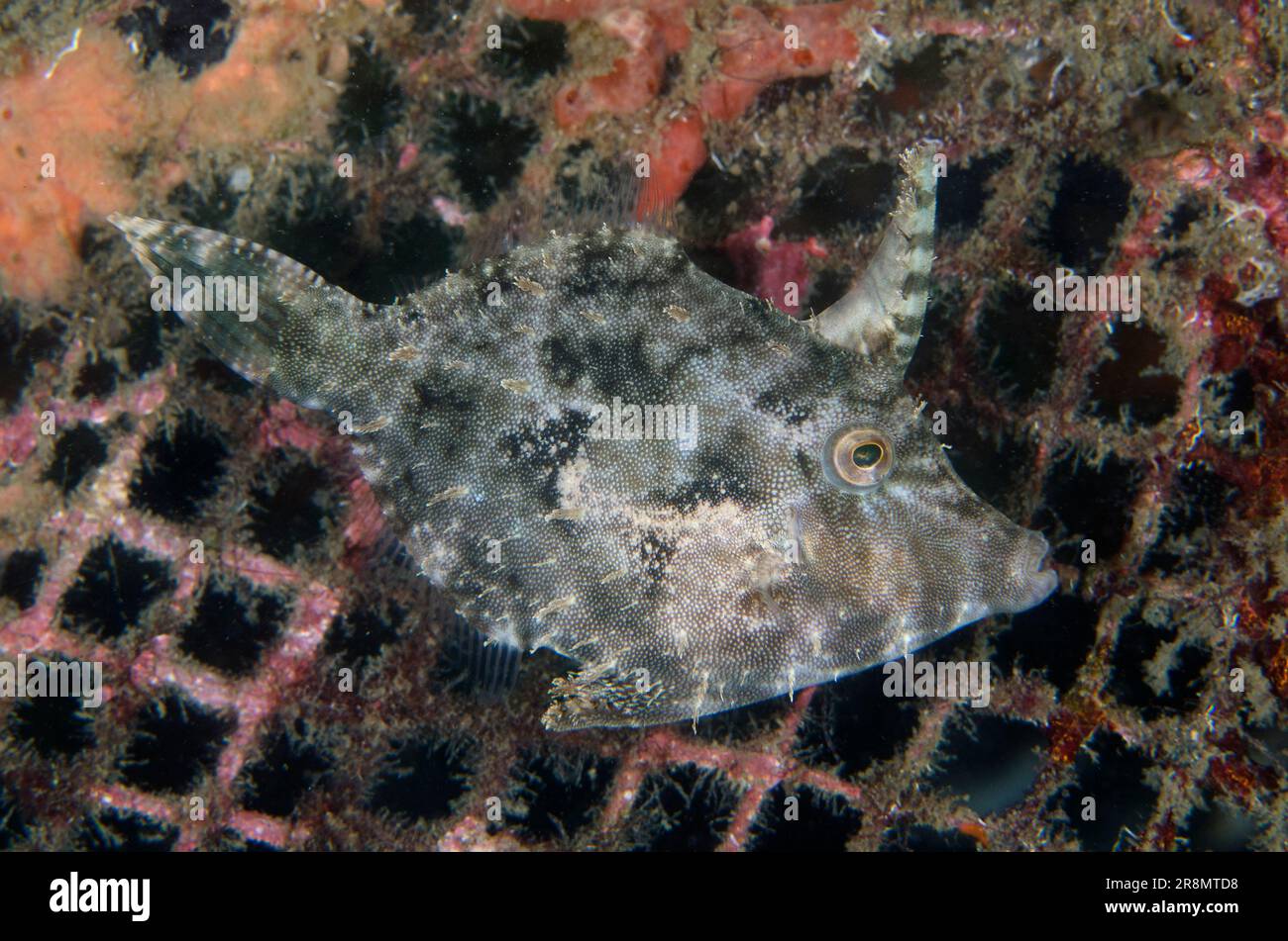 Seagrass Filefish, Acreichthys tomentosus, with erect spine, Secret Bay ...