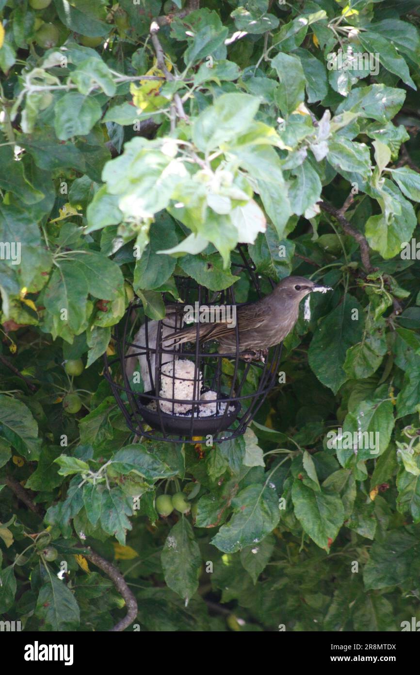 Starling ( Sturnus vulgaris) Fledgling eating Suet Balls in an Apple ...