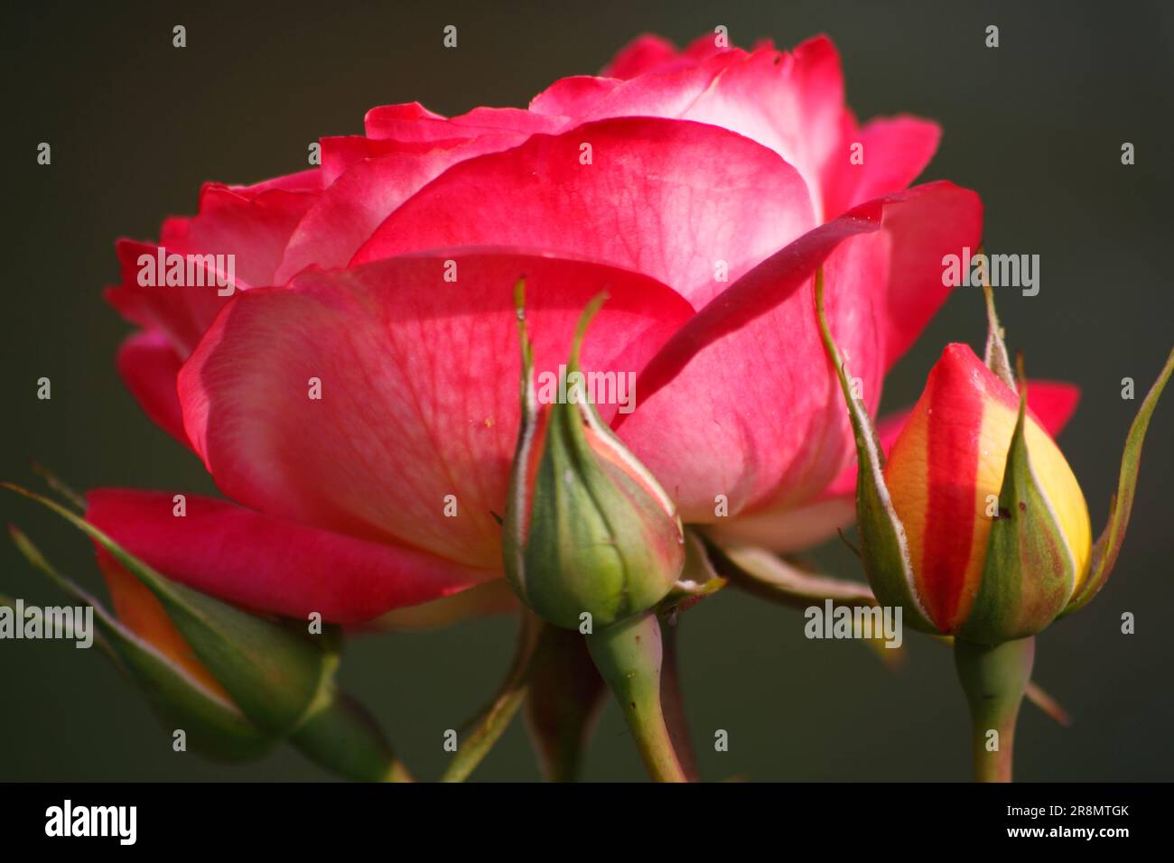 Red Roses (Rosa) in an English Garden Hook Norton Oxfordshire England ...