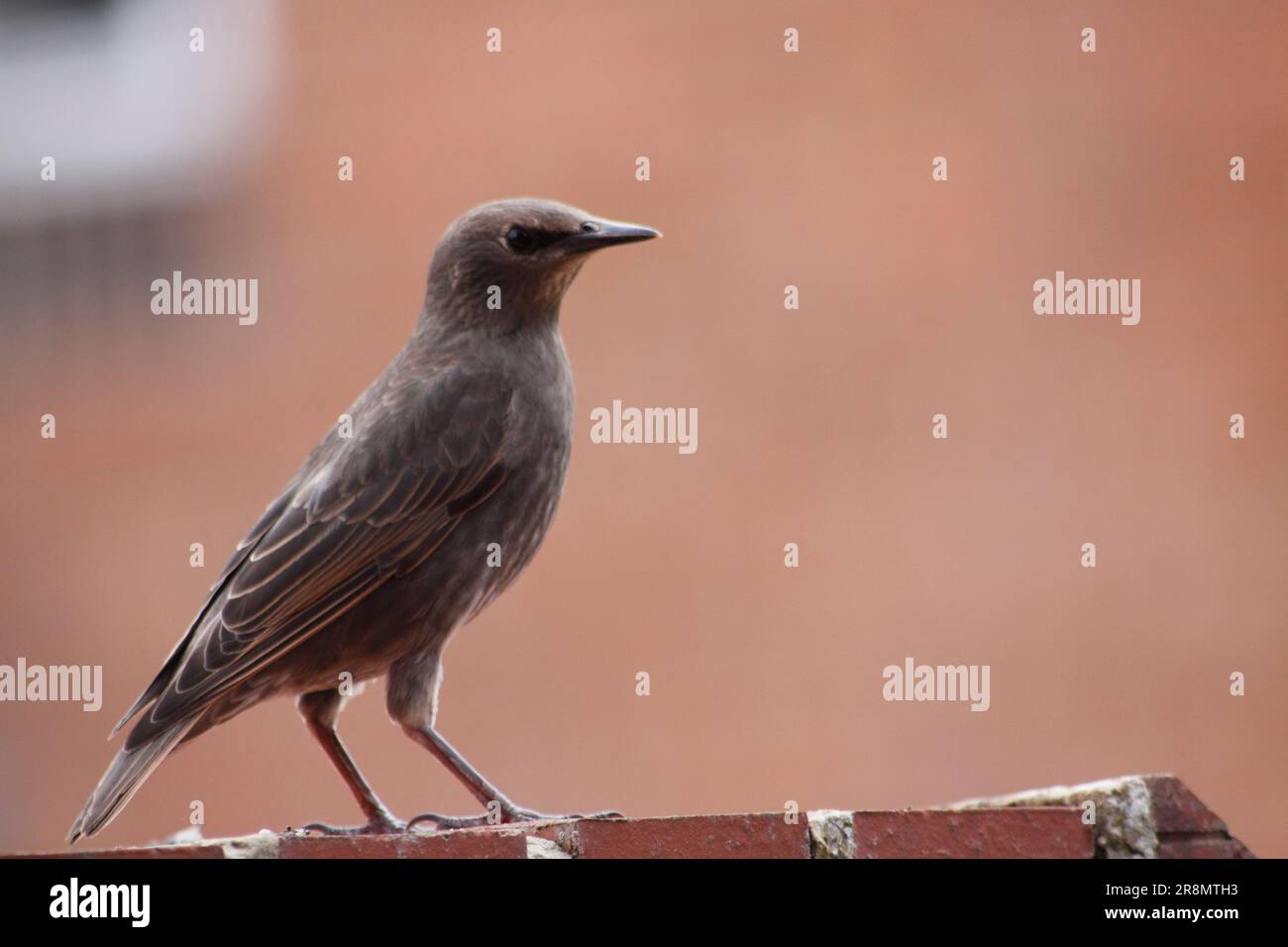 Portrait of a Starling ( Sturnus vulgaris) on a brick wall Oxfordshire ...