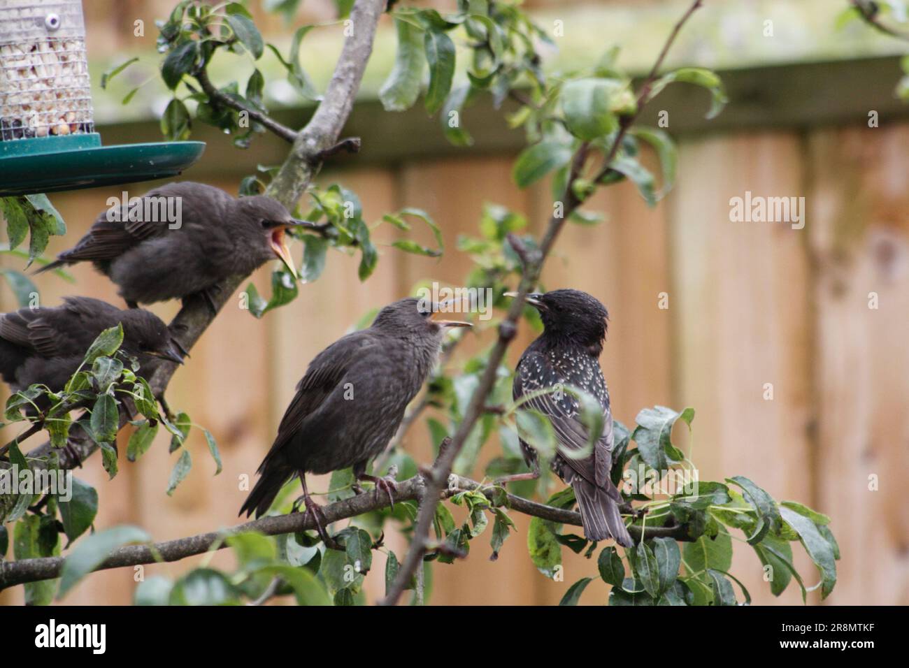 Starlings ( Sturnus vulgaris) asking for food from parent from the meal ...