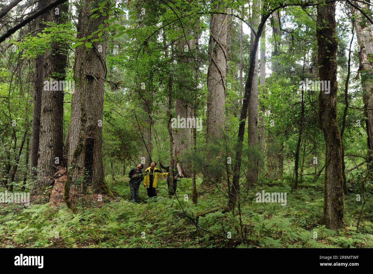 A group of people exploring a dense, ancient forest with towering trees ...