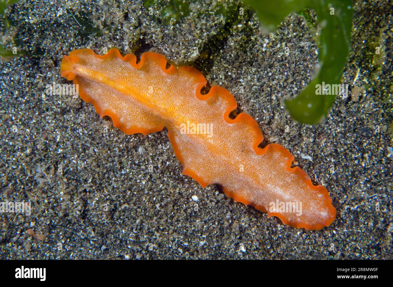 Flatworm, Pseudobiceros sp, Secret Bay dive site, Gilimanuk, Bali ...