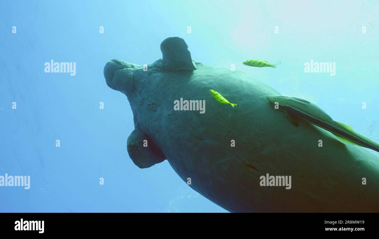 Sea Cow (Dugong dugon) or Dugong with Remorafish on its belly swims up ...