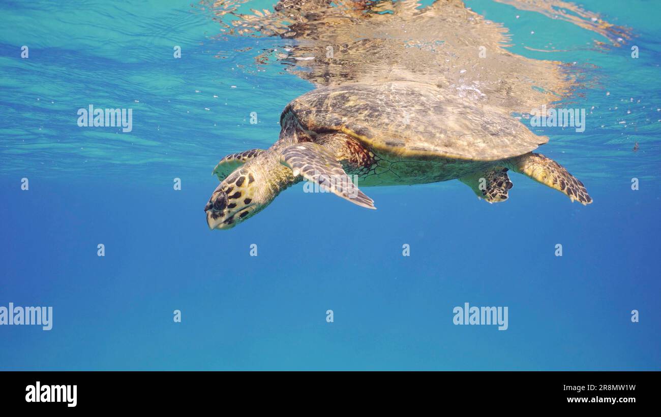 Sea Turtle resting on surface of water and looking down. Hawksbill Sea ...