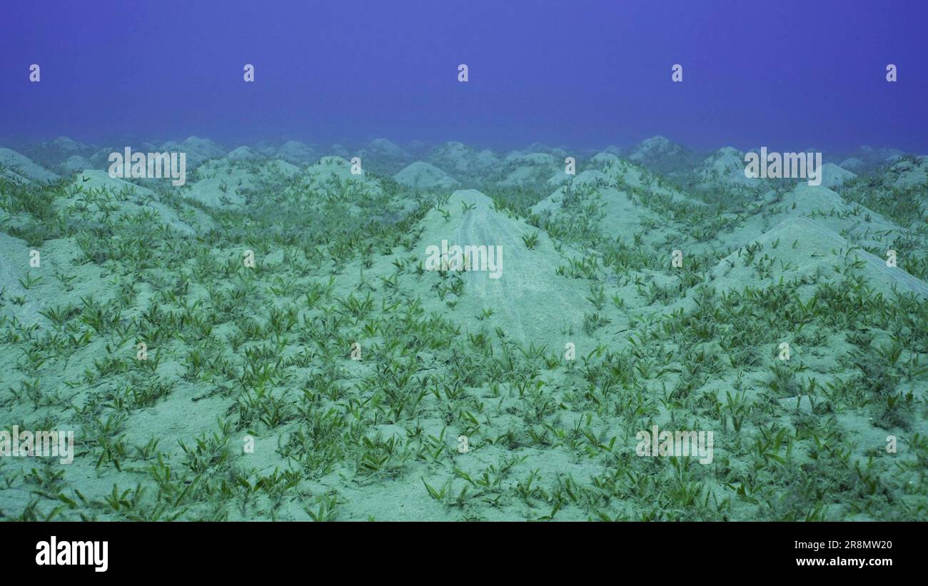 Seagrass bed on hilly sand bottom. Seabed sandy hills covered with ...