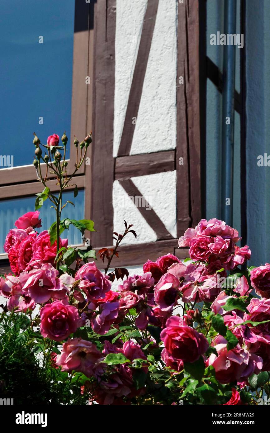 Beautiful garden in summer, half-timbered house and magnificent roses ...