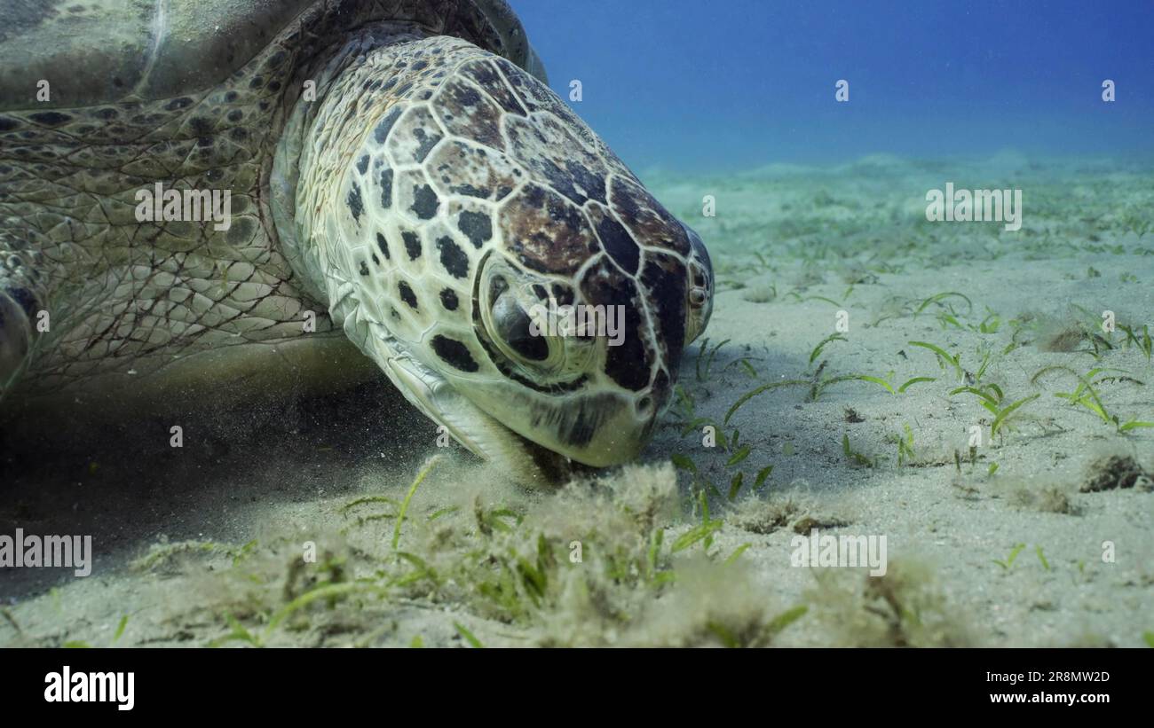 Sea turtle grazing on the seaseabed, slow motion. Great Green Sea ...