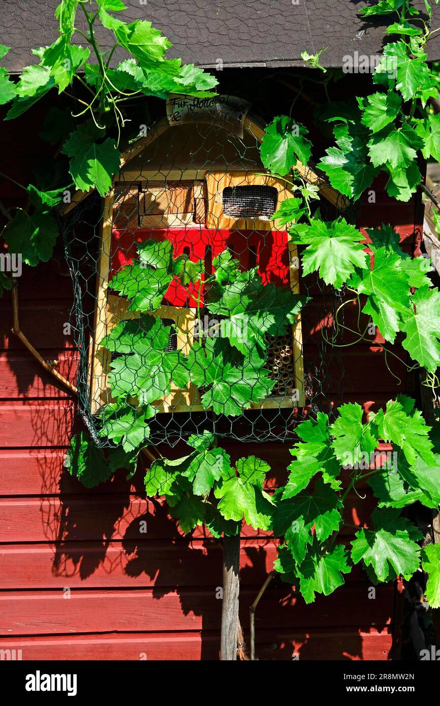 Beautiful garden in summer, insect hotel and vine plant, Baden ...