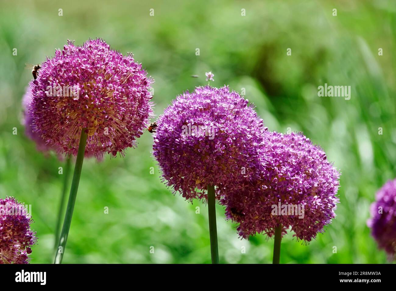 Ornamental garlic (Allium), June, Germany Stock Photo - Alamy